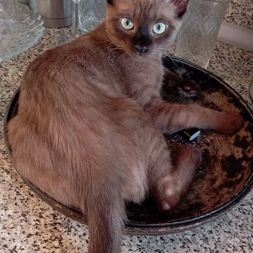 Кошка для вязки бесплатно