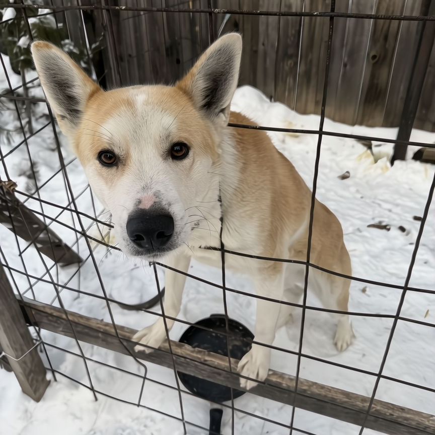 Взрослый пёс в добрые руки