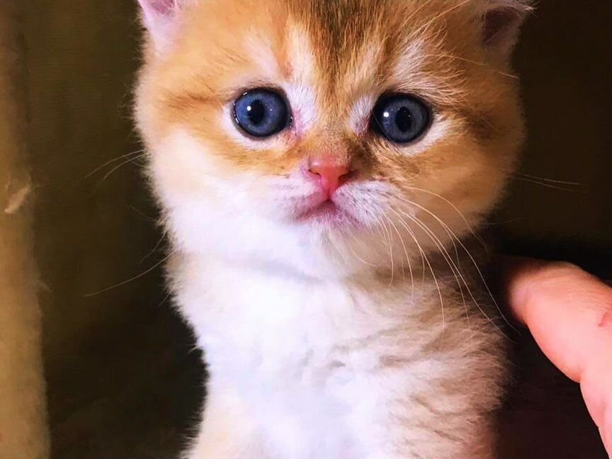 Британские котята золотая шиншила