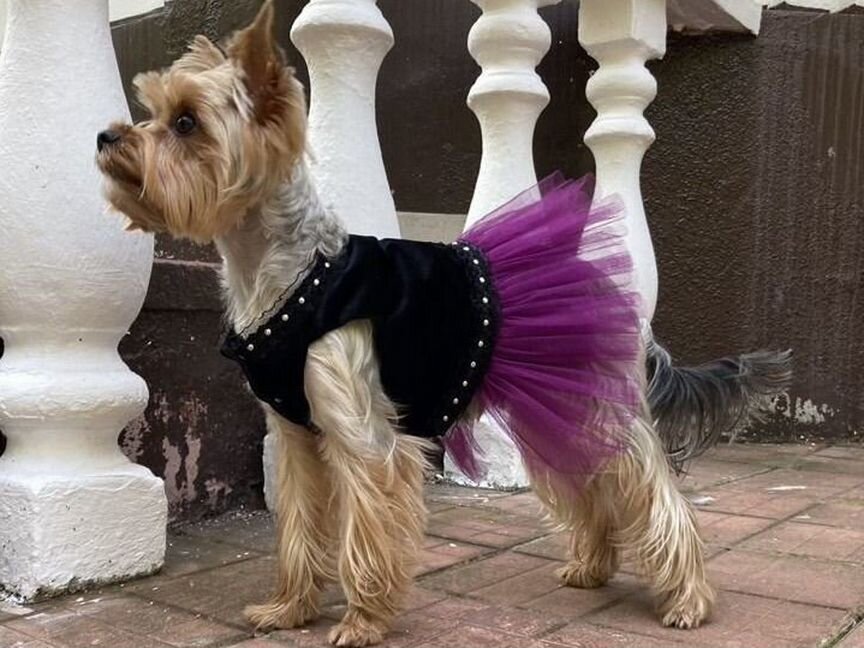 Одежда для собак «Фифа»