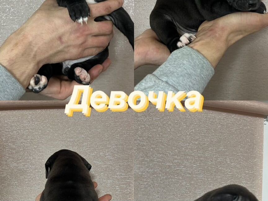 Стаффордширский терьер щенки