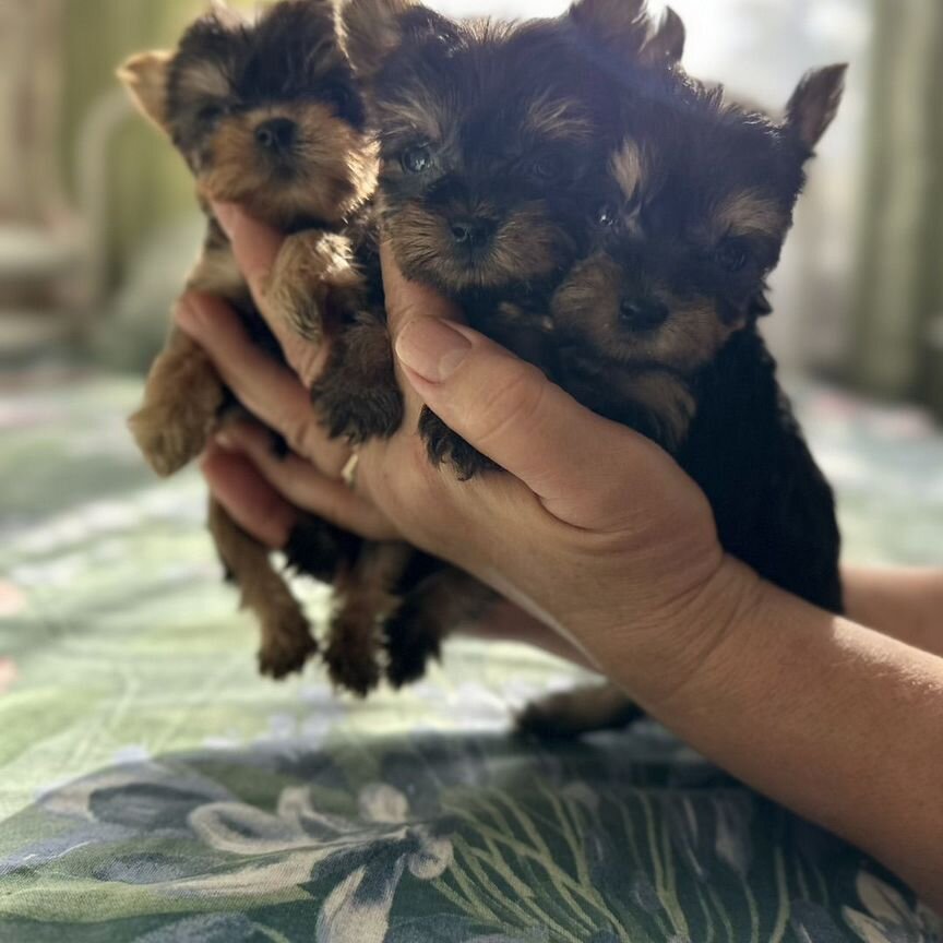 Йоркширский терьер мини