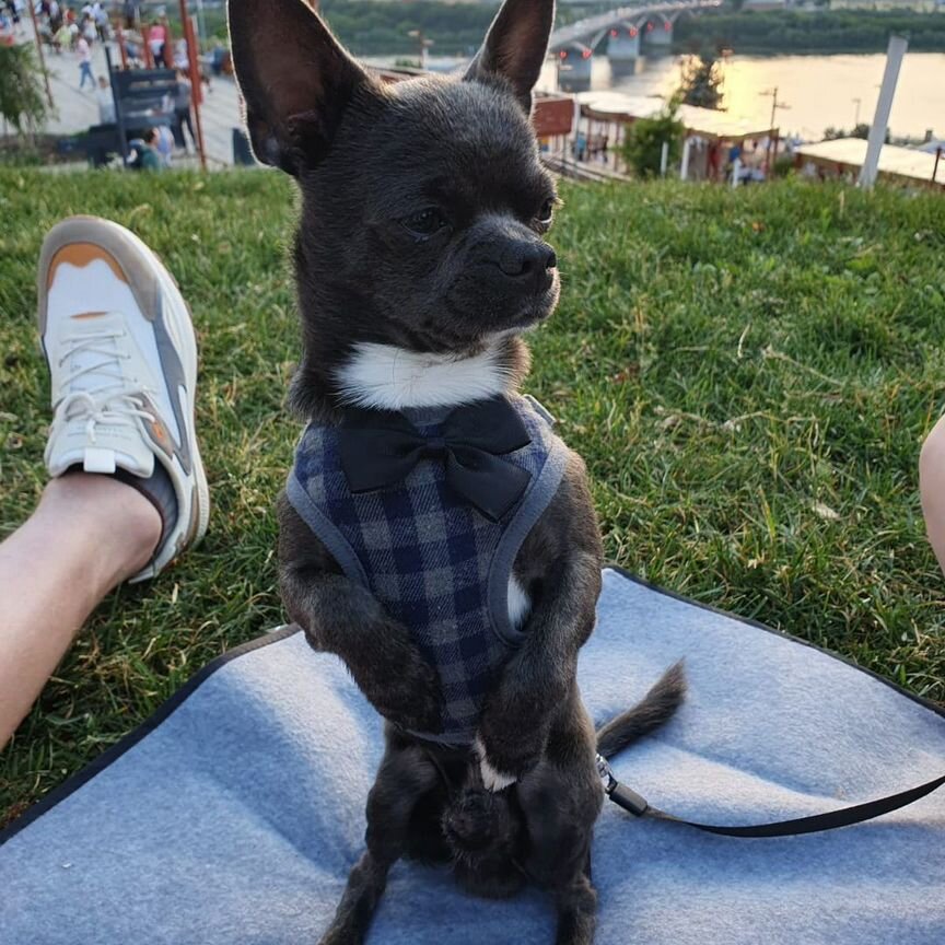 Вязка чихуахуа