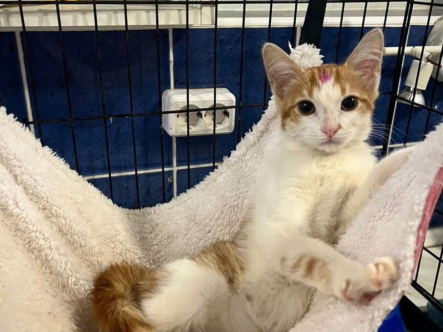 Ласковая котенок девочка