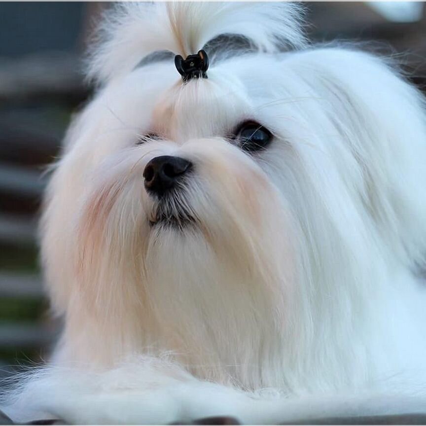 Мальтипу, щенок