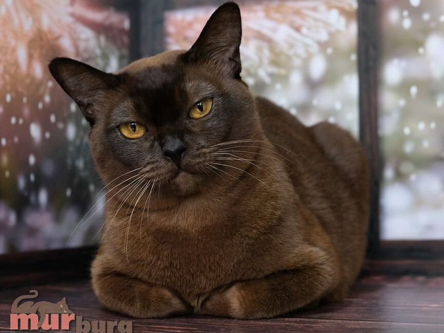 Взрослая бурманская кошка соболиного окраса