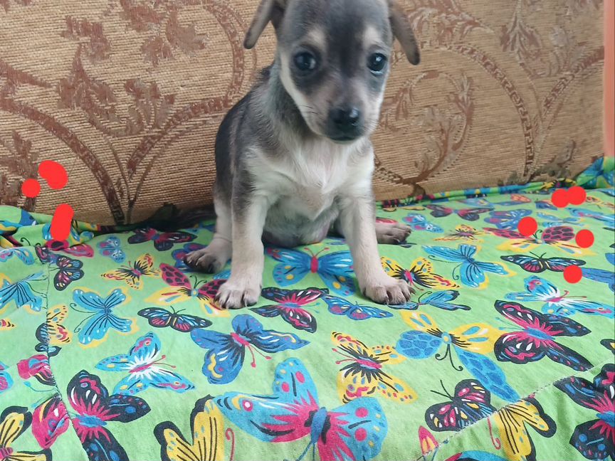 Малышка лилу пинчеренок