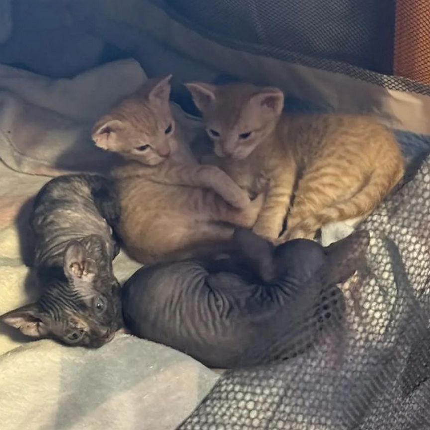 Донской сфинкс котёнок