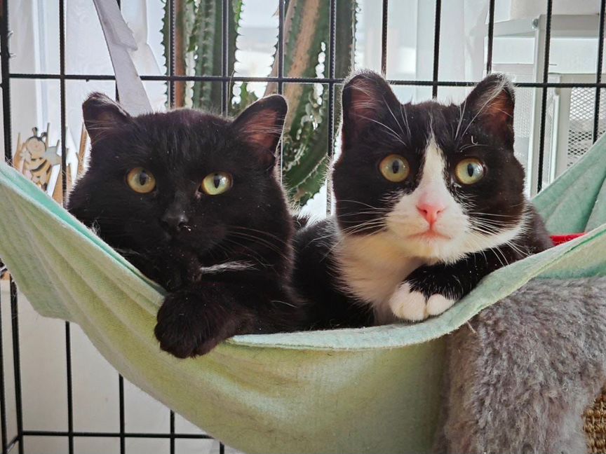 Дуся и Буся ищут дом