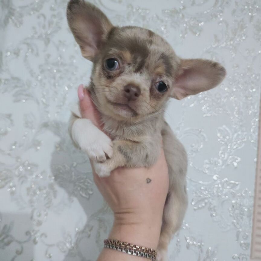 Чихуахуа девочка