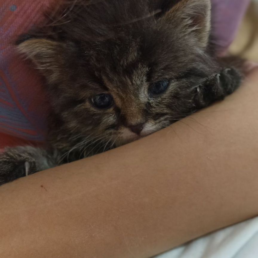 Котёнок