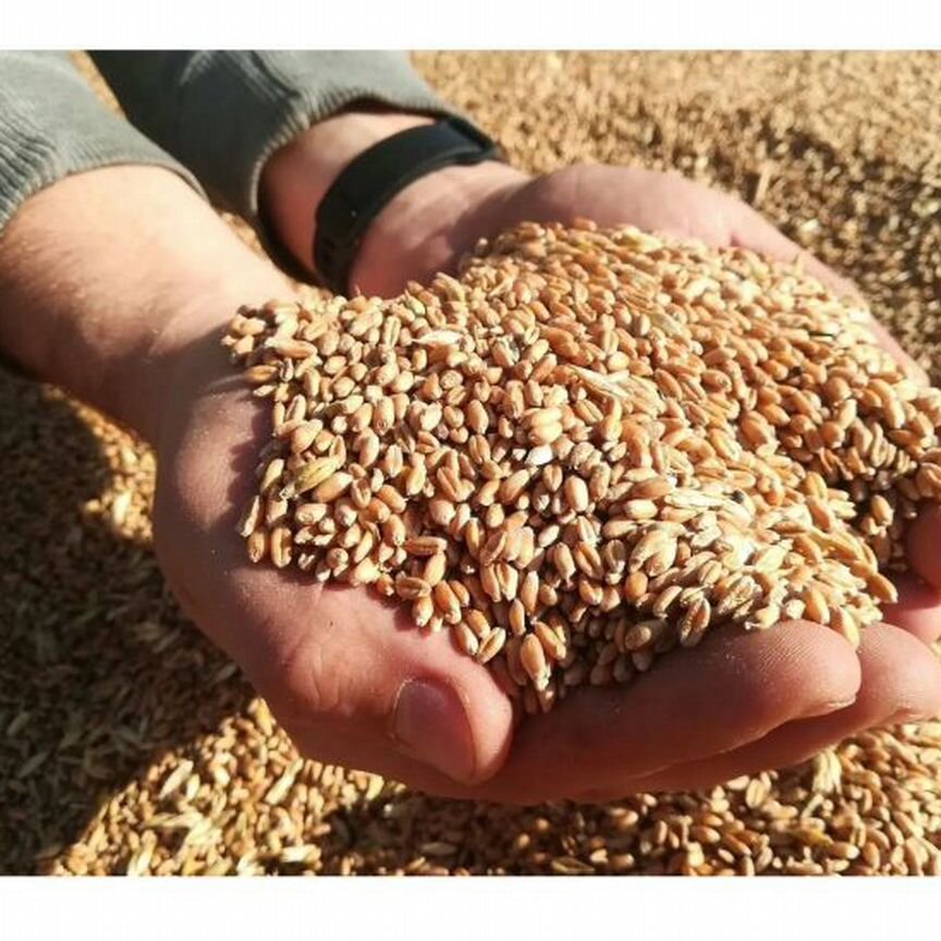 Пшеница 3 класс