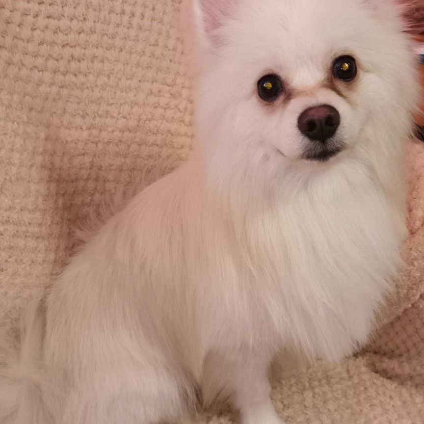 Немецкий шпиц