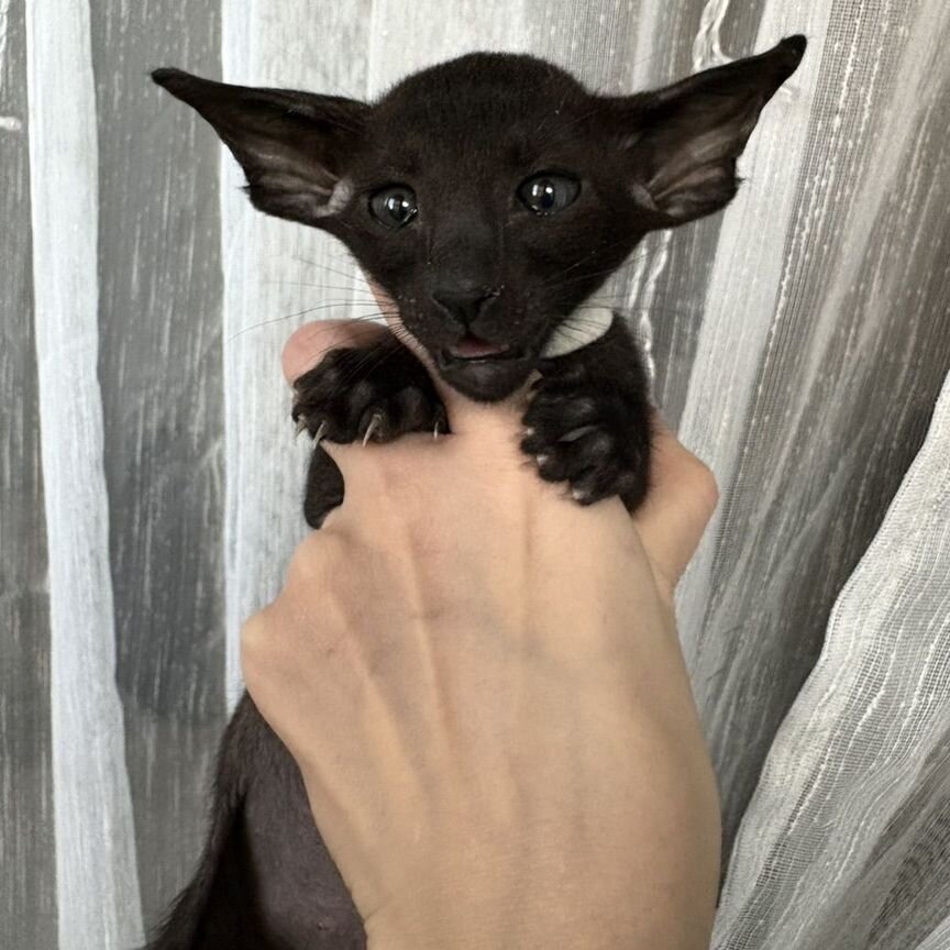 Ориентальный котёнок
