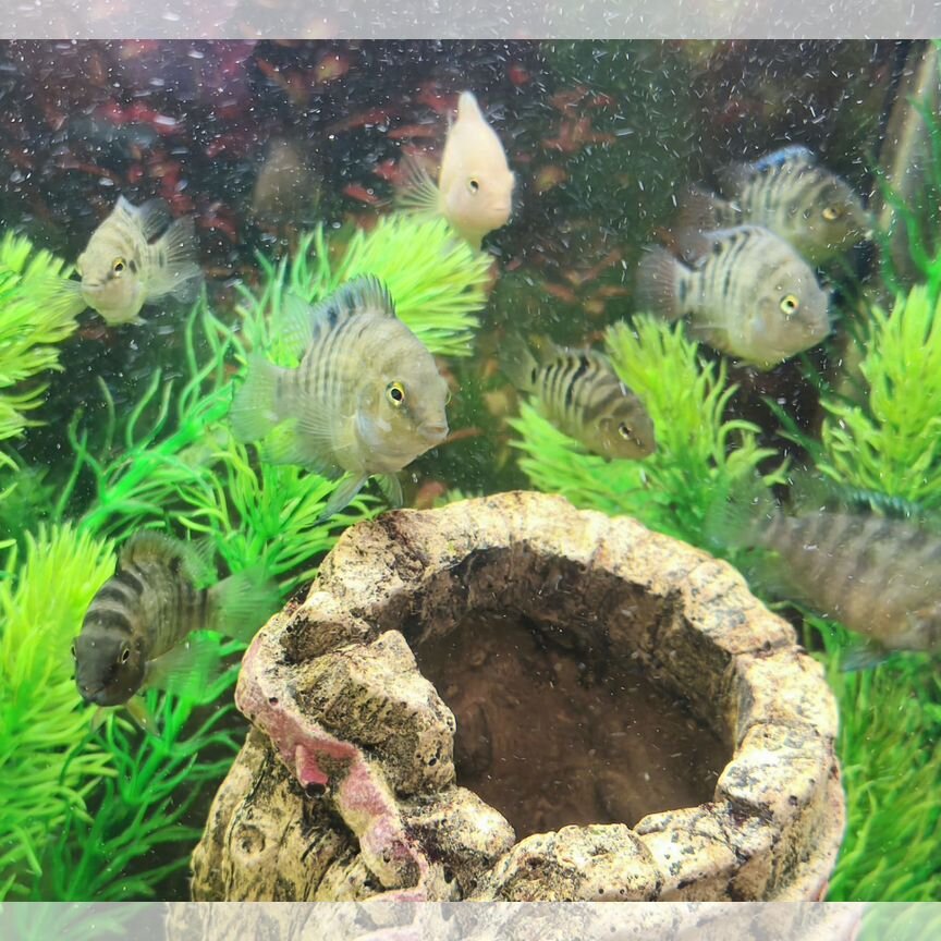 Цихлазома, рыбки аквариумные