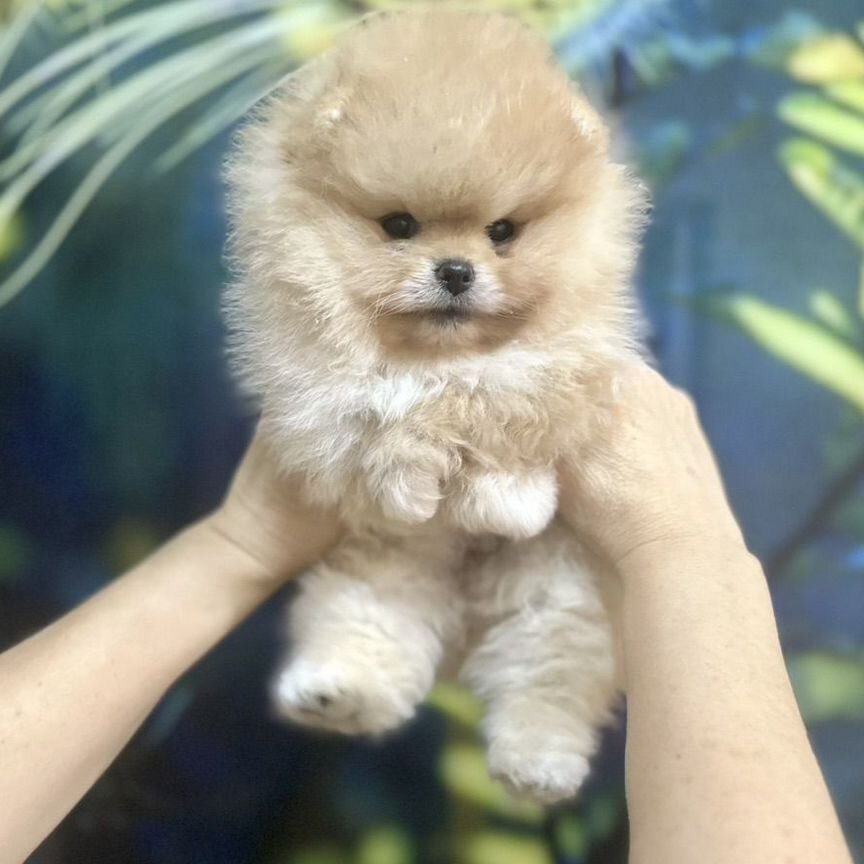 Померанский шпиц, щенок