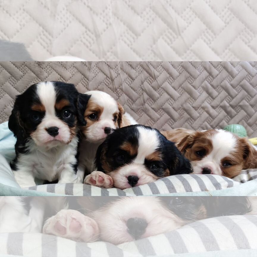 Кавалер кинг-чарльз-спаниель, щенок