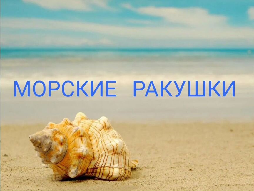 Две морские ракушки / раковины