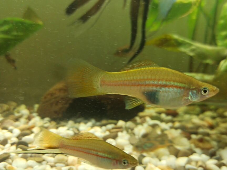 Аквариумные рыбки обменяю