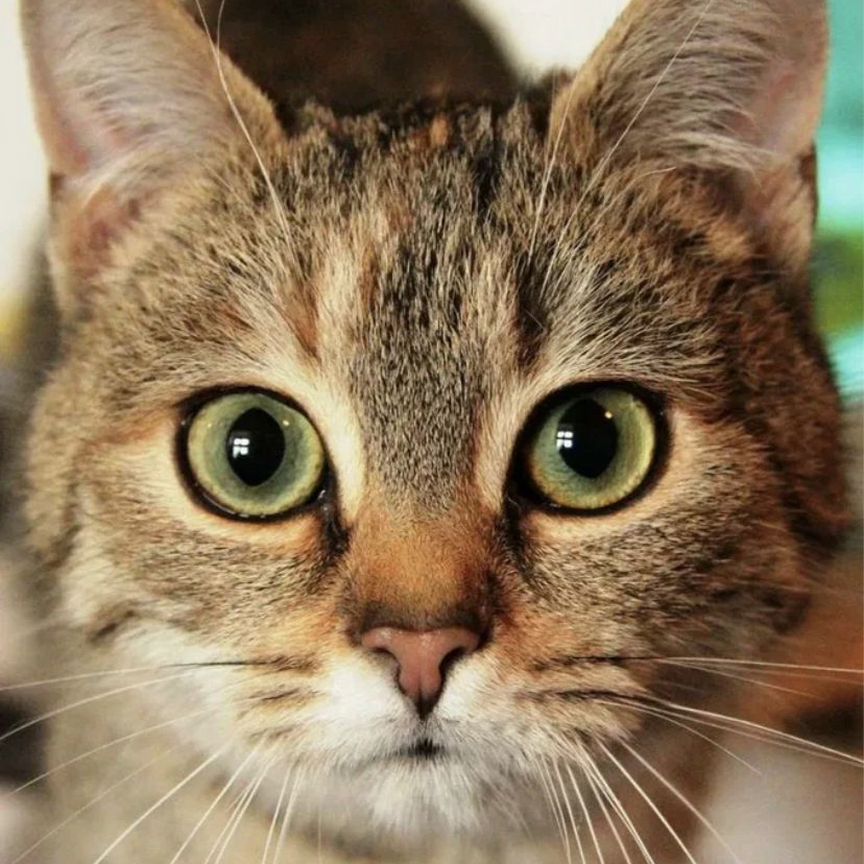 Отдам котика в добрые руки