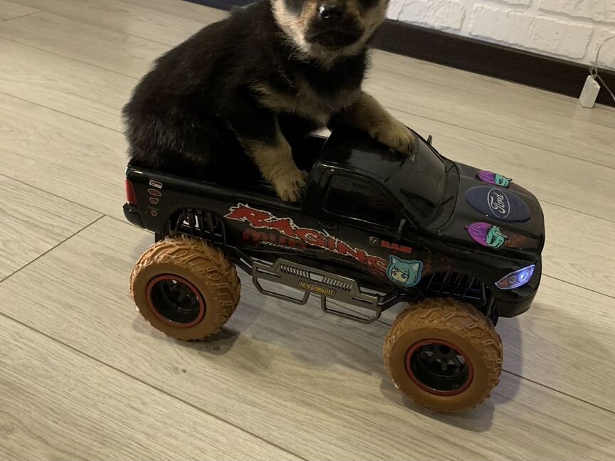 Щенки дворняжки