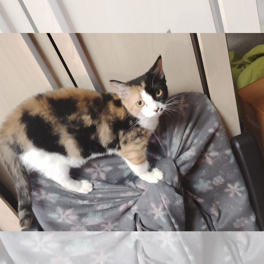 Кошка манчкин
