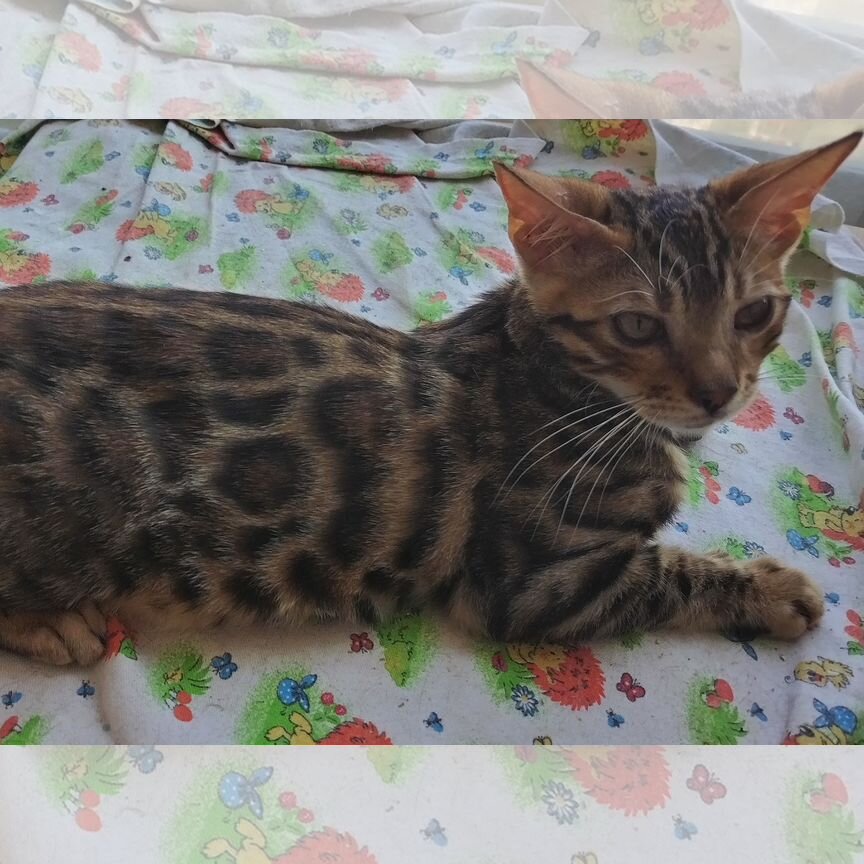 Бенгальская кошка/котенок 4 мес