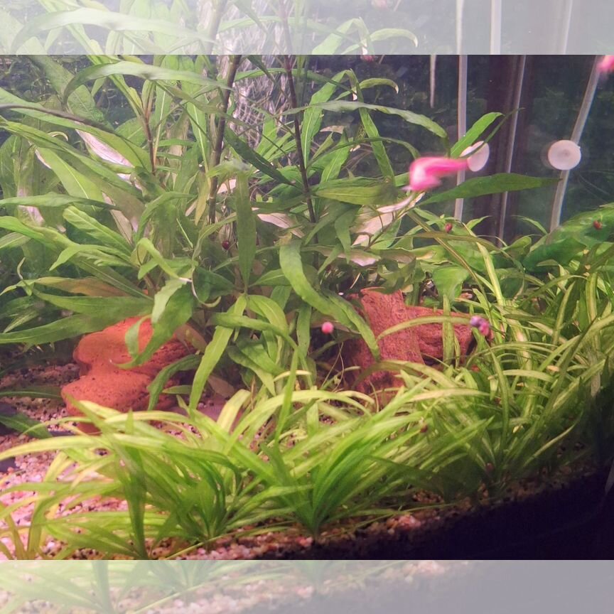 Аквариумные растения