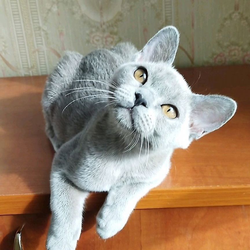 Бурманские котята