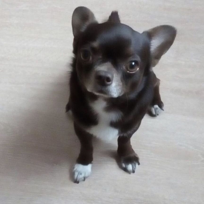 Чихуахуа вязка