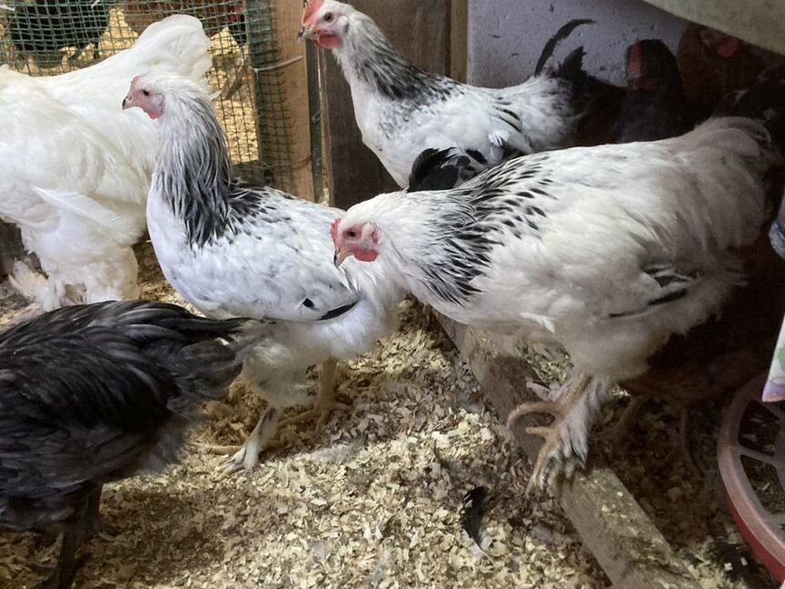 Породистые петушки 4 мес