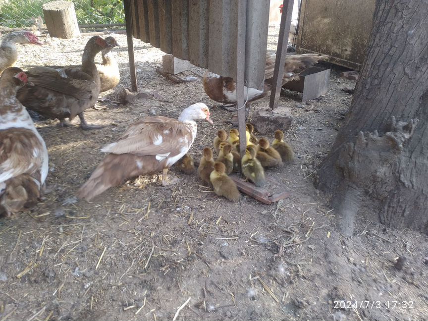 Индоутка с утятами