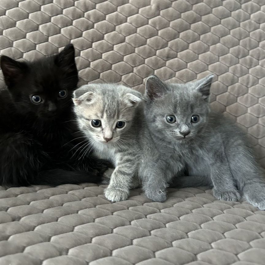 Котята от шотландской кошки
