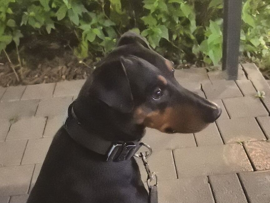 Немецкий пинчер