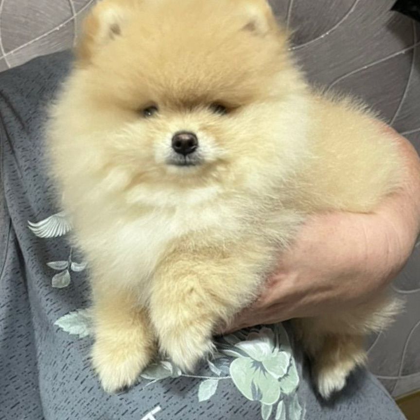 Щенки шпица