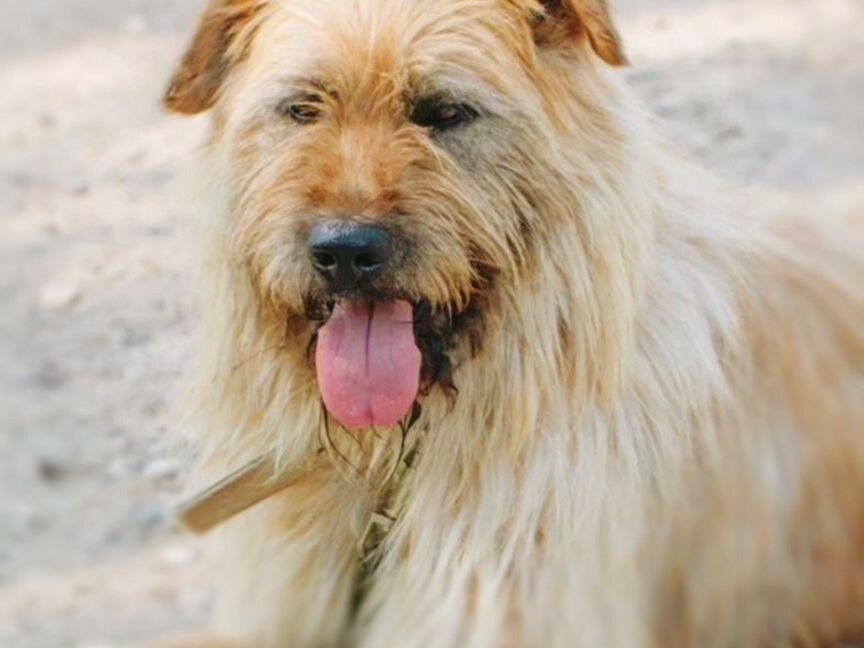 Ванильное облачко Кокос заждался свою семью