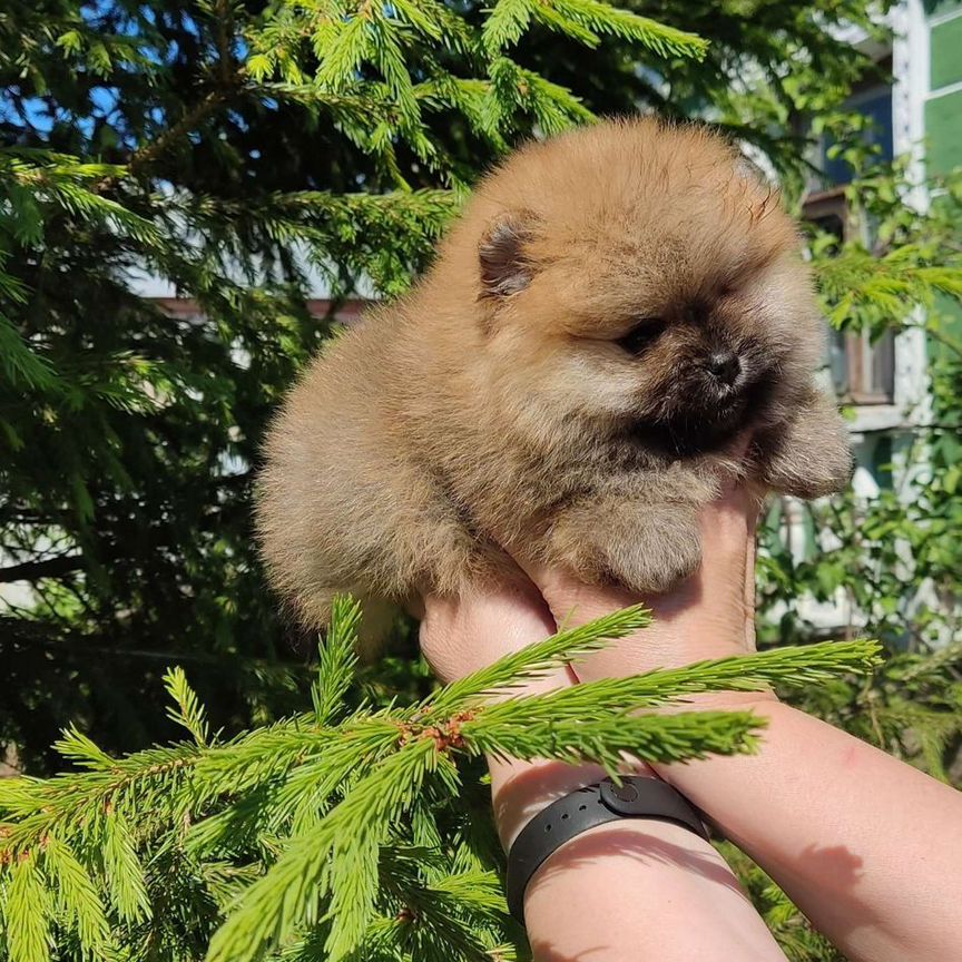 Собаки щенки шпиц