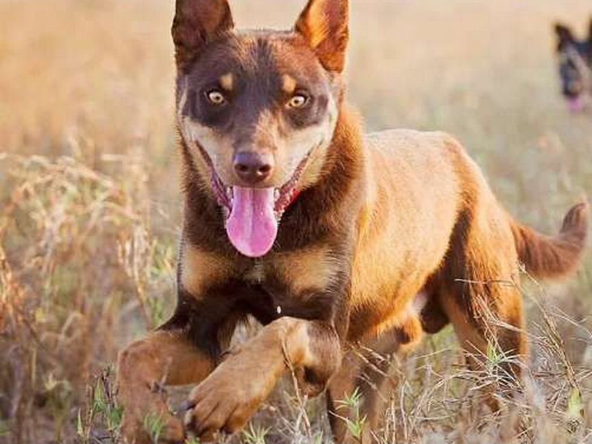 Пастушья собака