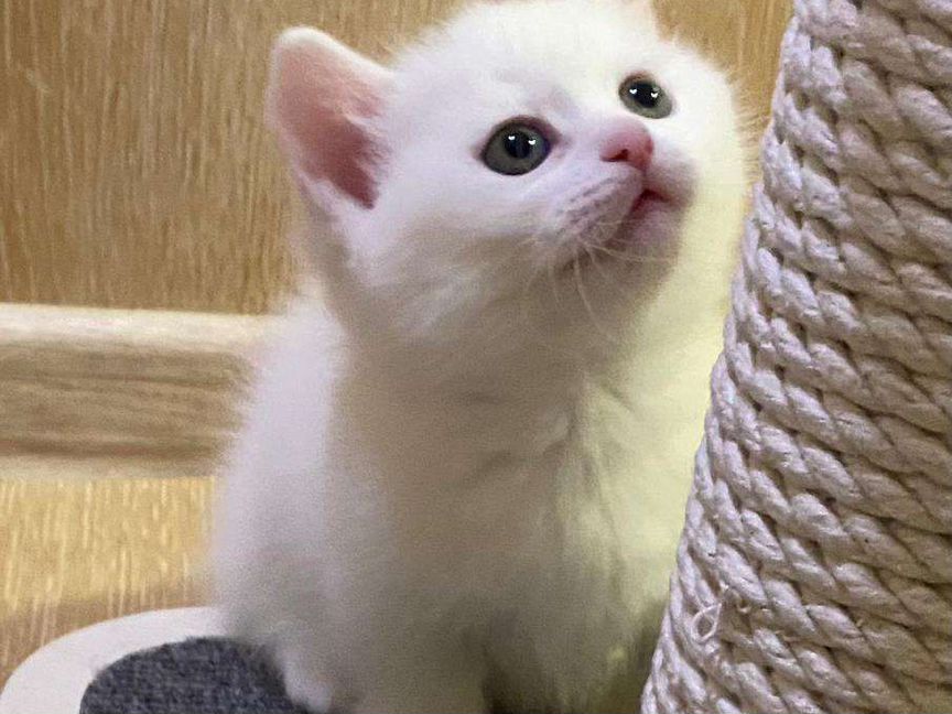 Котенок манчкин