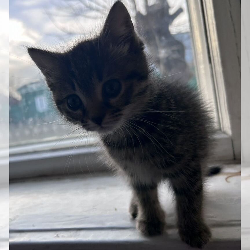 Британский короткошёрстный котёнок