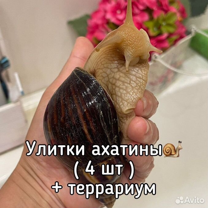Улитки ахатины