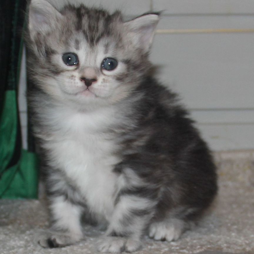 Курильский бобтейл длинношёрстный котёнок