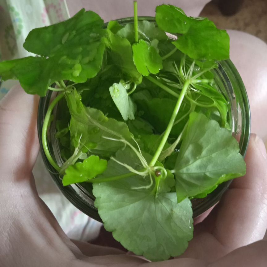 Аквариумные растения