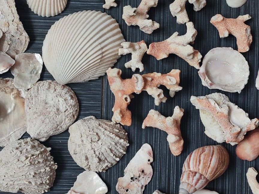 Ракушки и кораллы для аквариума флорариума декора