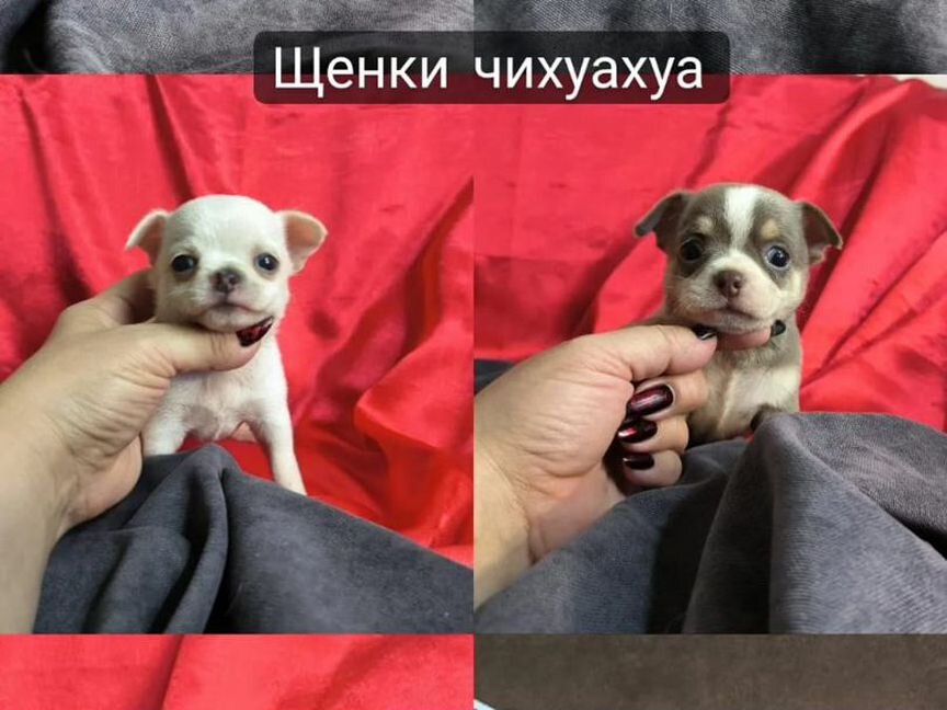 Щенки чихуахуа
