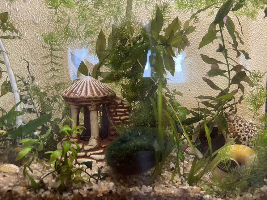 Аквариум 20 л. с растениями