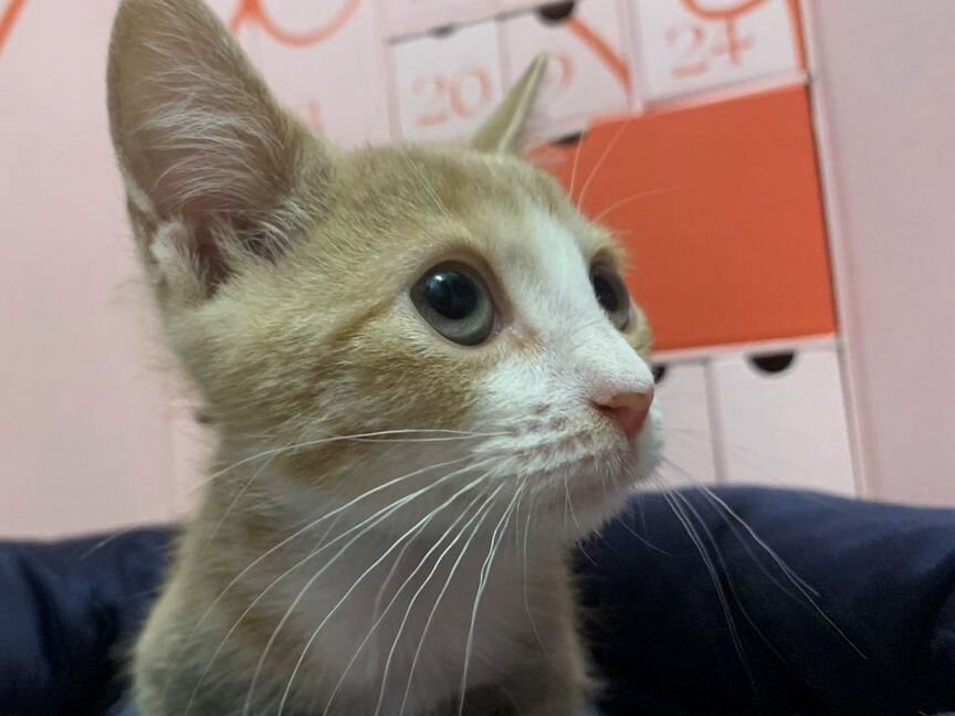 Рыжий ласковый котенок