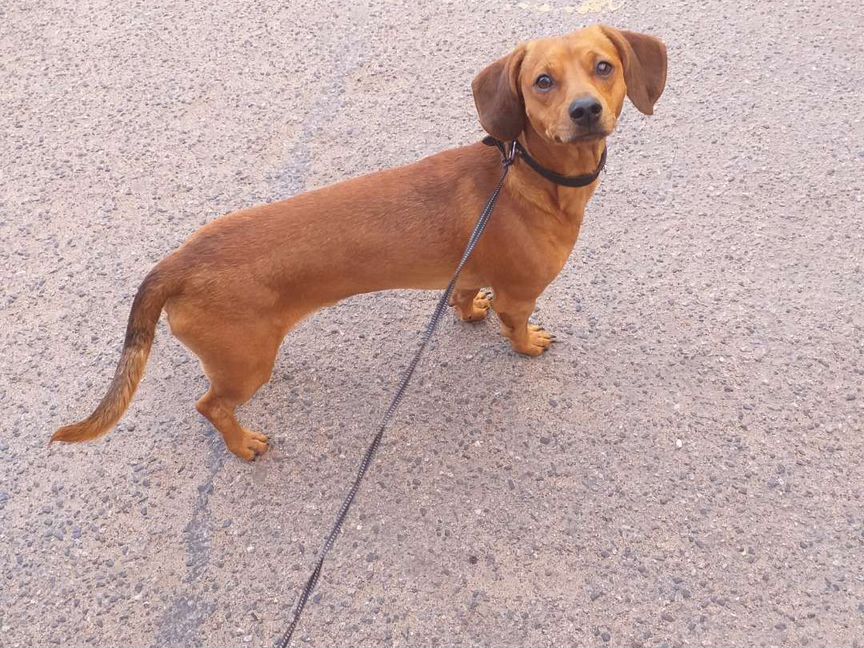 Собака в добрые руки