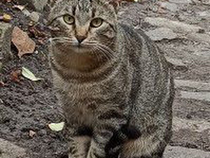 Котик Микки