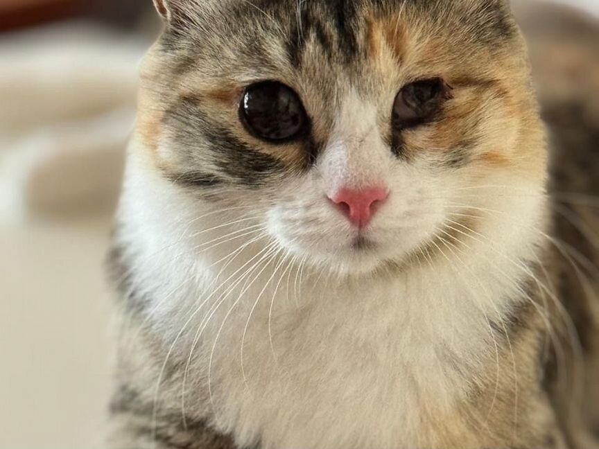 Кошечка Лиса